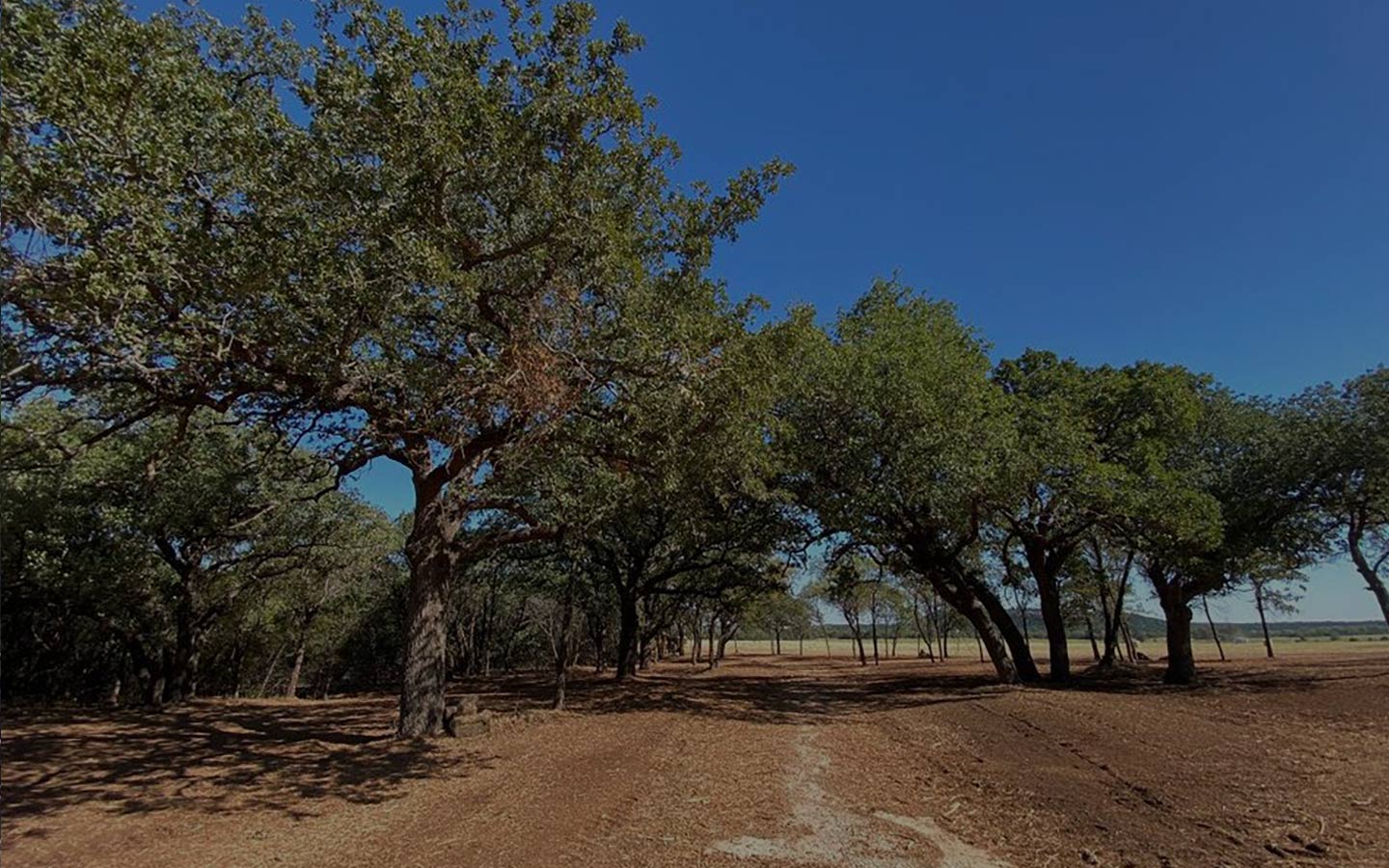 Cedar Clearing & Mulching | Cedar Eaters of Texas