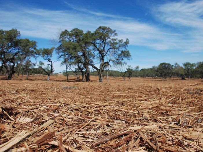 Cedar Clearing & Mulching | Cedar Eaters of Texas