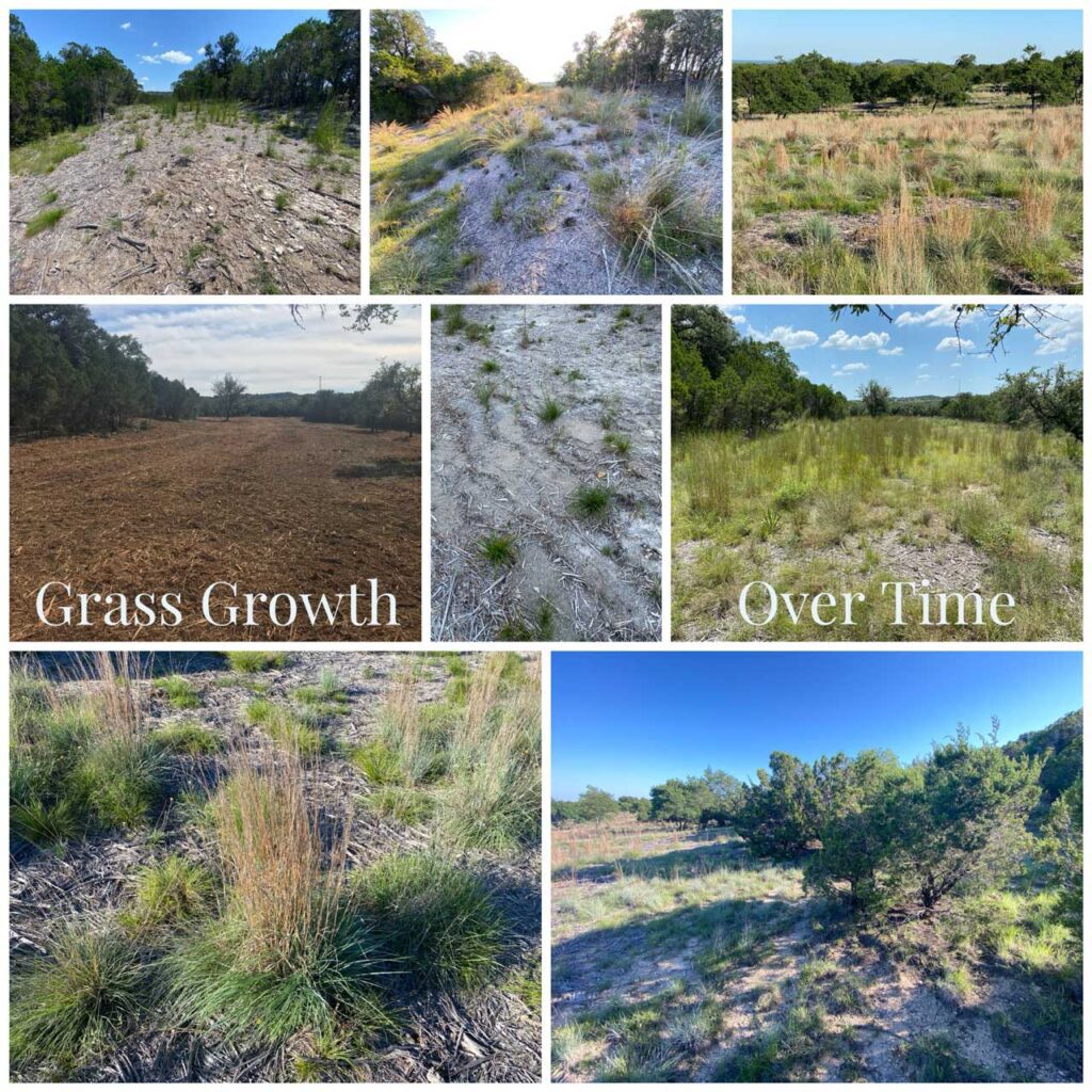 How Cedar Mulch Leads to Grass Growth - Cedar Eaters™ of Texas