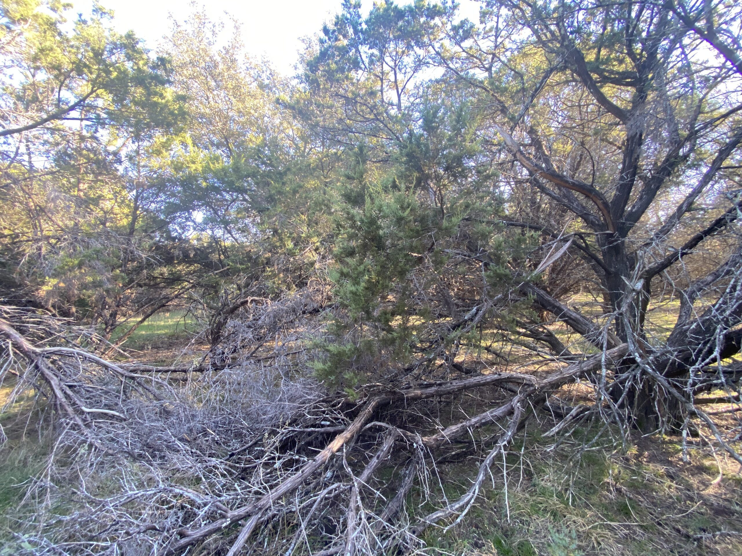 Land Clearing for Fire Mitigation with Cedar Eaters
