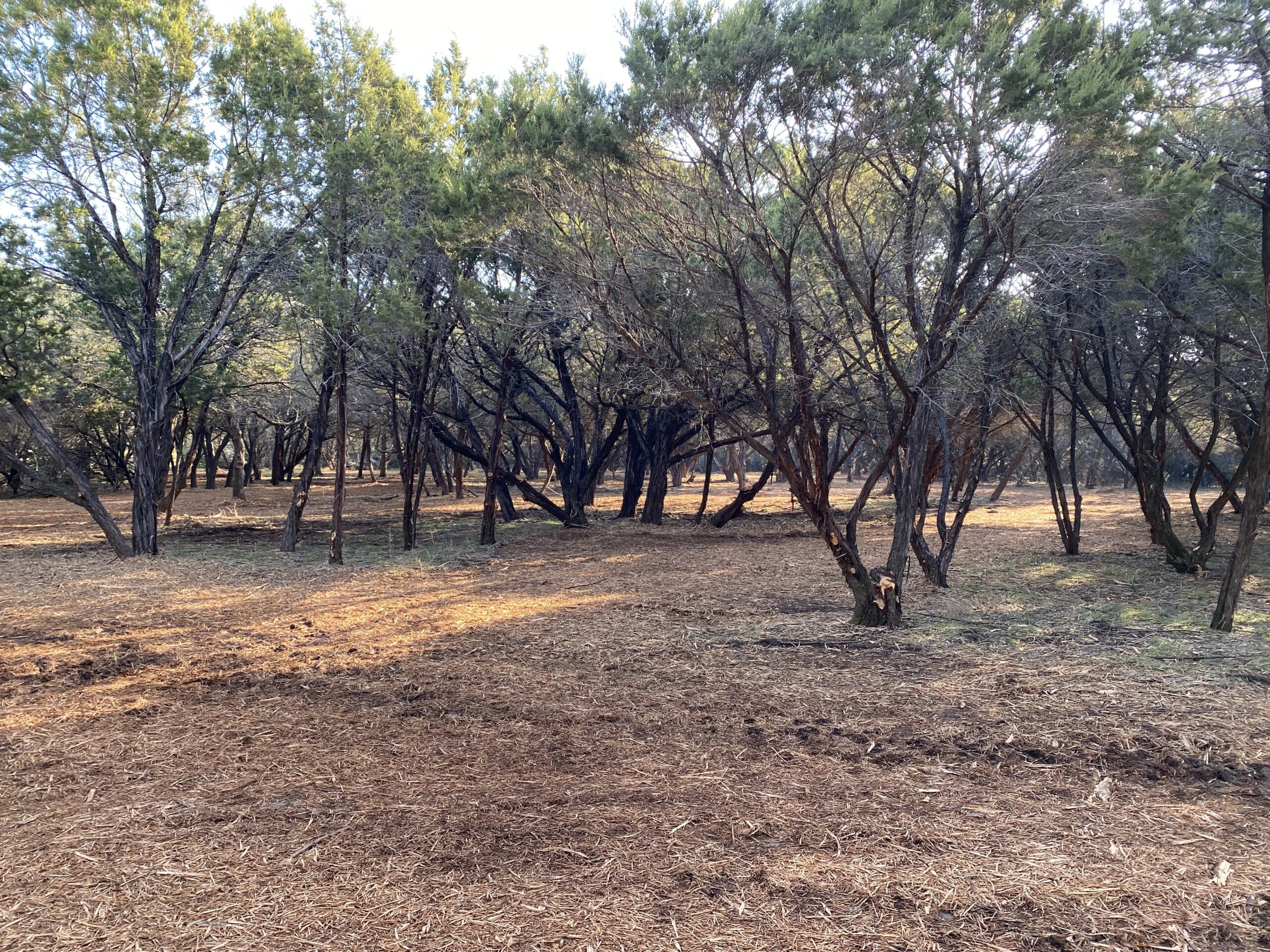 Land Clearing for Fire Mitigation with Cedar Eaters